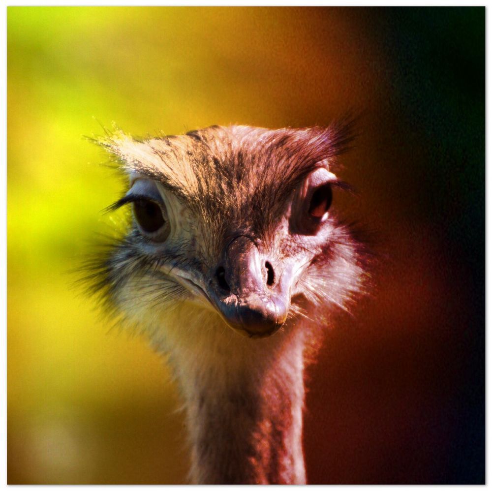 EMU Foto & Bild | tiere, zoo, wildpark & falknerei, vögel Bilder auf ...