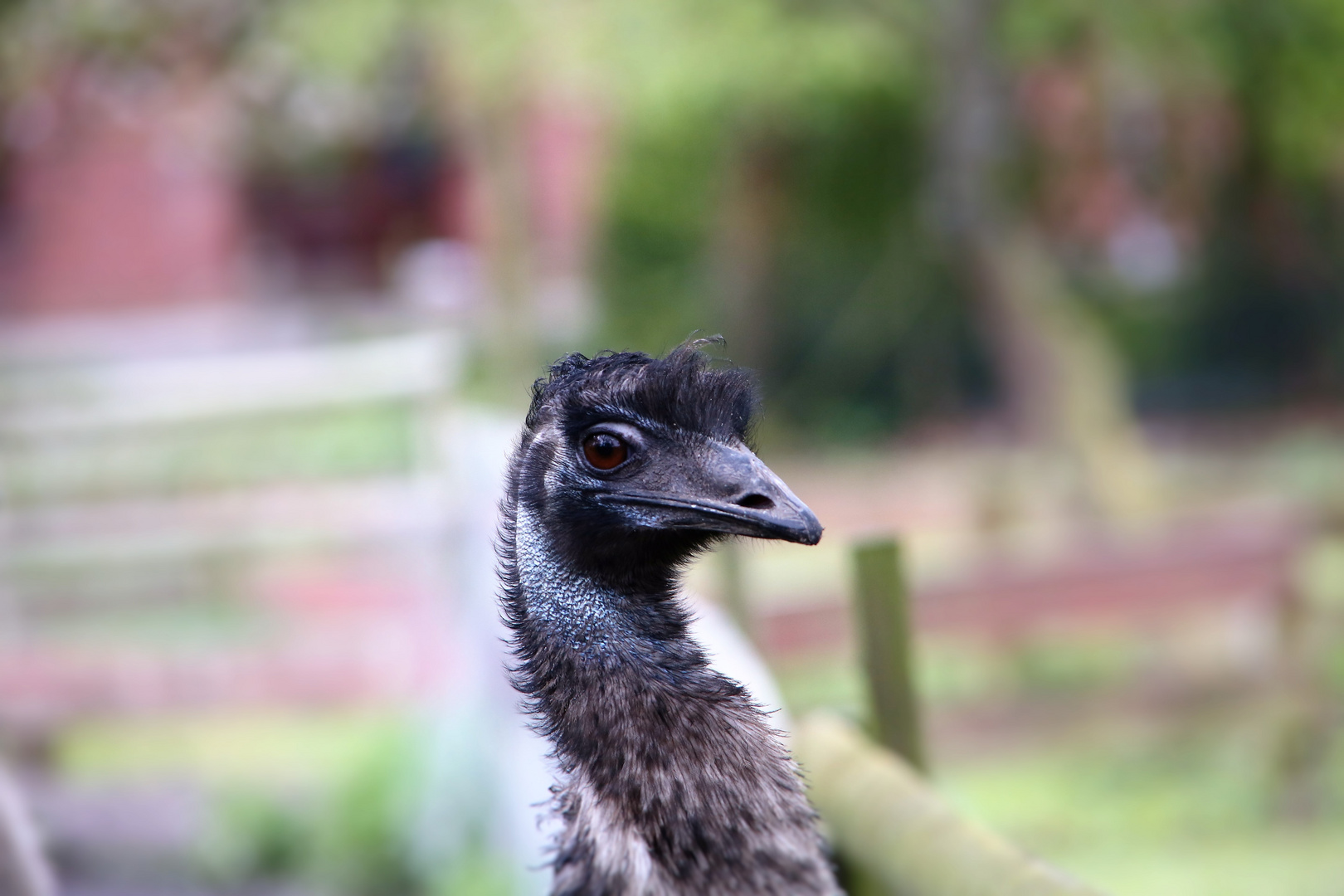 Emu Foto & Bild | natur, tiere, nutztiere Bilder auf fotocommunity