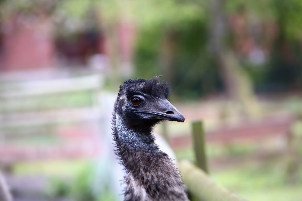 Emu Foto & Bild | natur, tiere, nutztiere Bilder auf fotocommunity