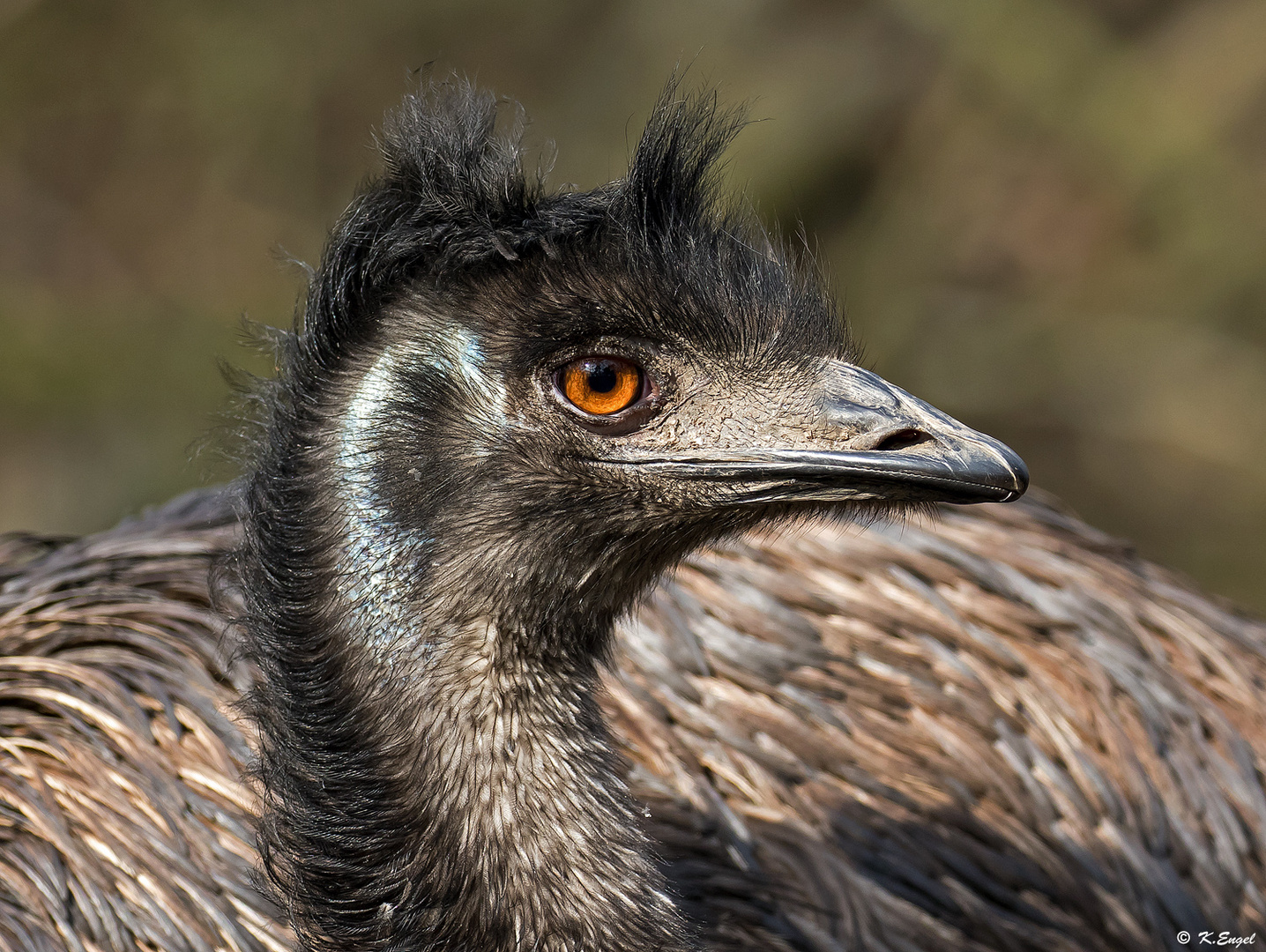 Emu Foto & Bild | tiere, zoo, wildpark & falknerei, vögel Bilder auf ...