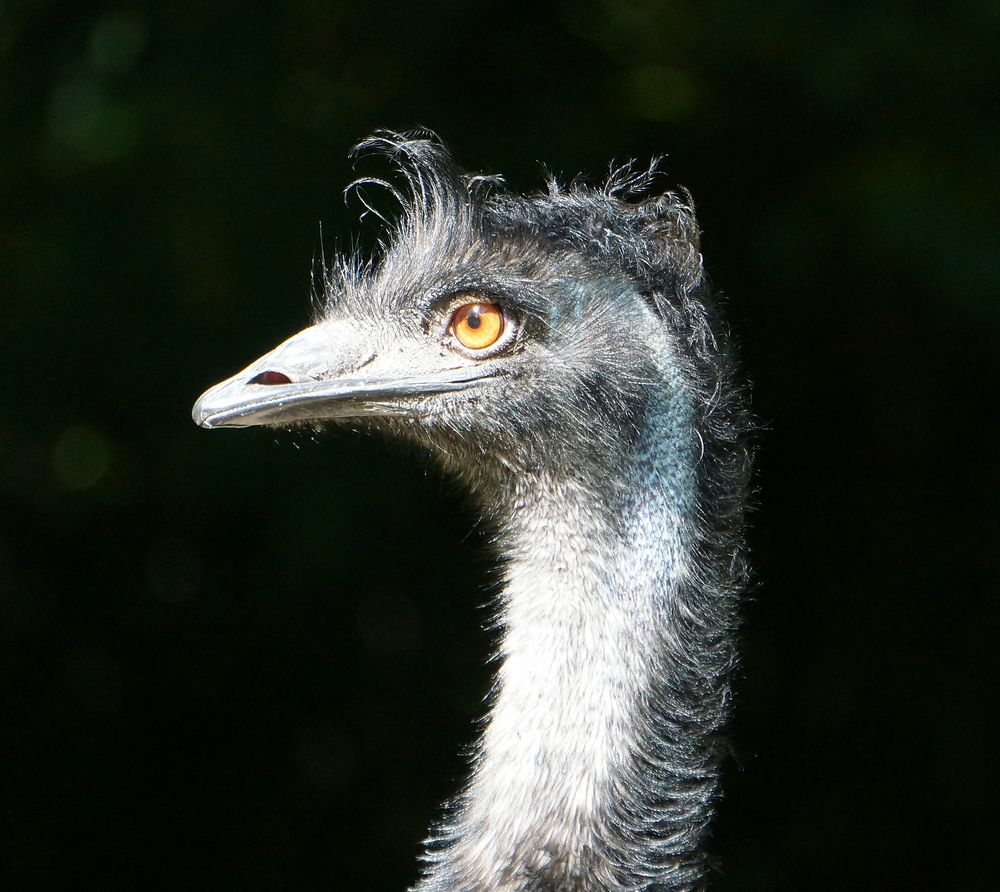 Emu Foto & Bild | zoo, australien, duisburg Bilder auf fotocommunity