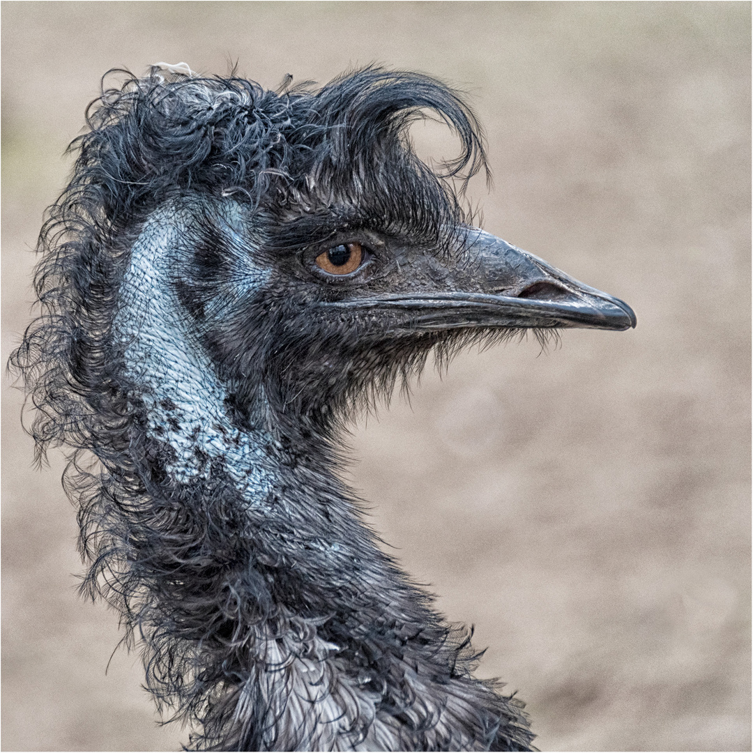 Emu Foto & Bild | natur, portrait, porträt Bilder auf fotocommunity