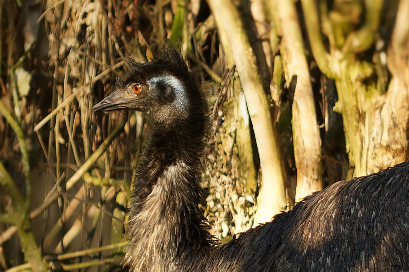 Emu Foto & Bild | natur, zoo, tiere Bilder auf fotocommunity