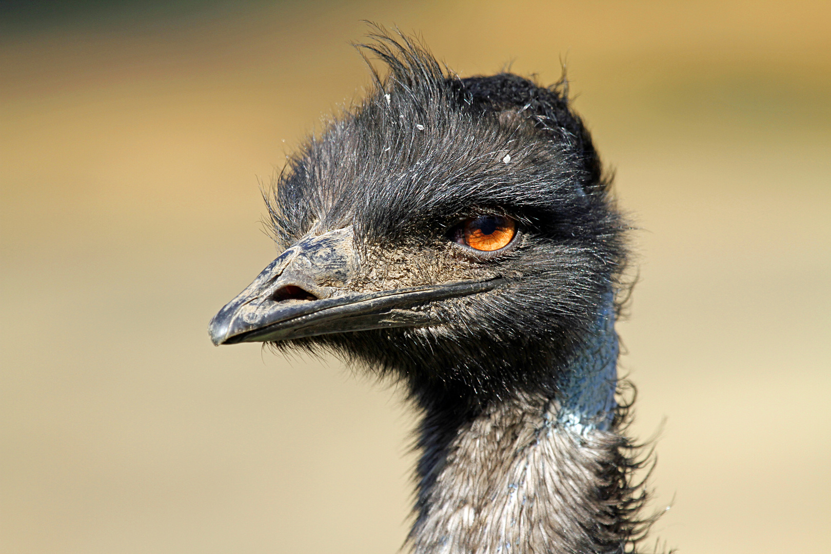 Emu Foto & Bild | tiere, tierdetails, natur Bilder auf fotocommunity