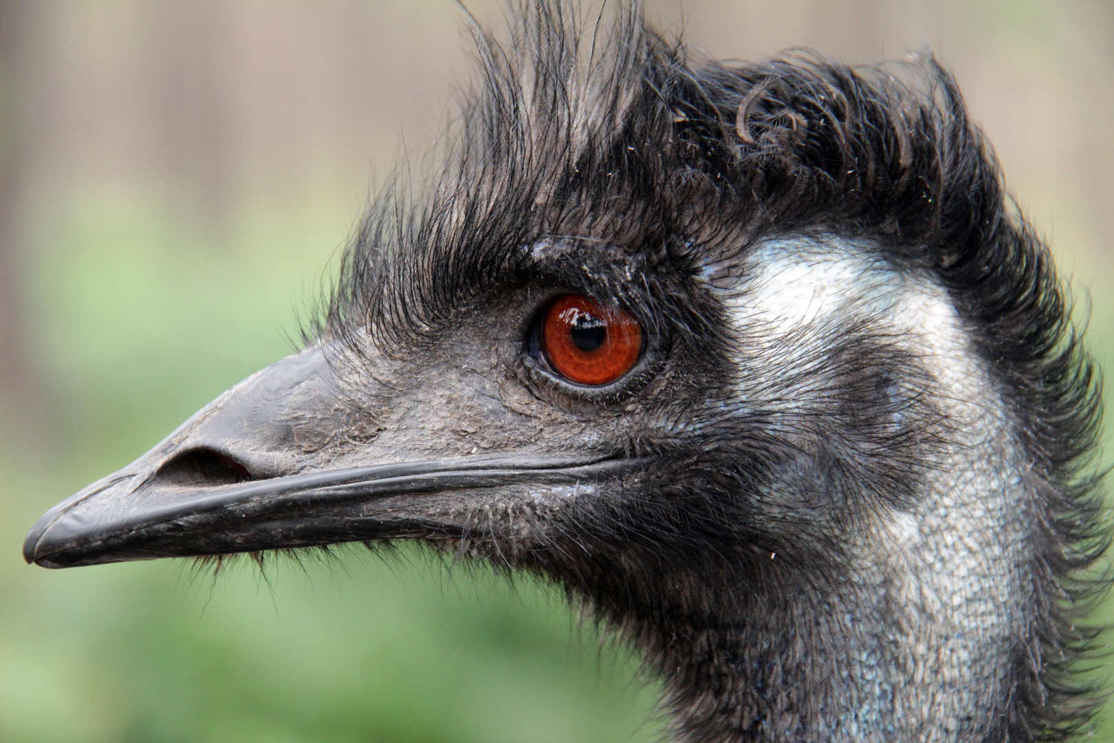 EMU Foto & Bild | natur, tiere, wildlife Bilder auf fotocommunity