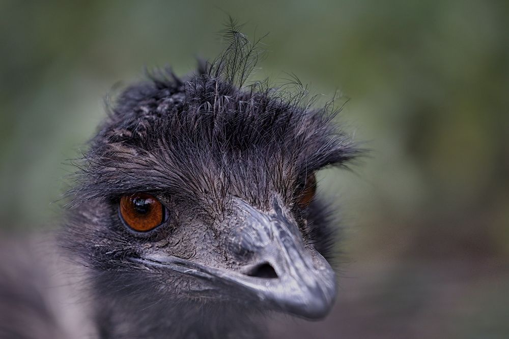 Emu Foto & Bild | anfängerecke - nachgefragt, nachgefragt ... Emu Foto & Bild | anfängerecke - nachgefragt, nachgefragt ...