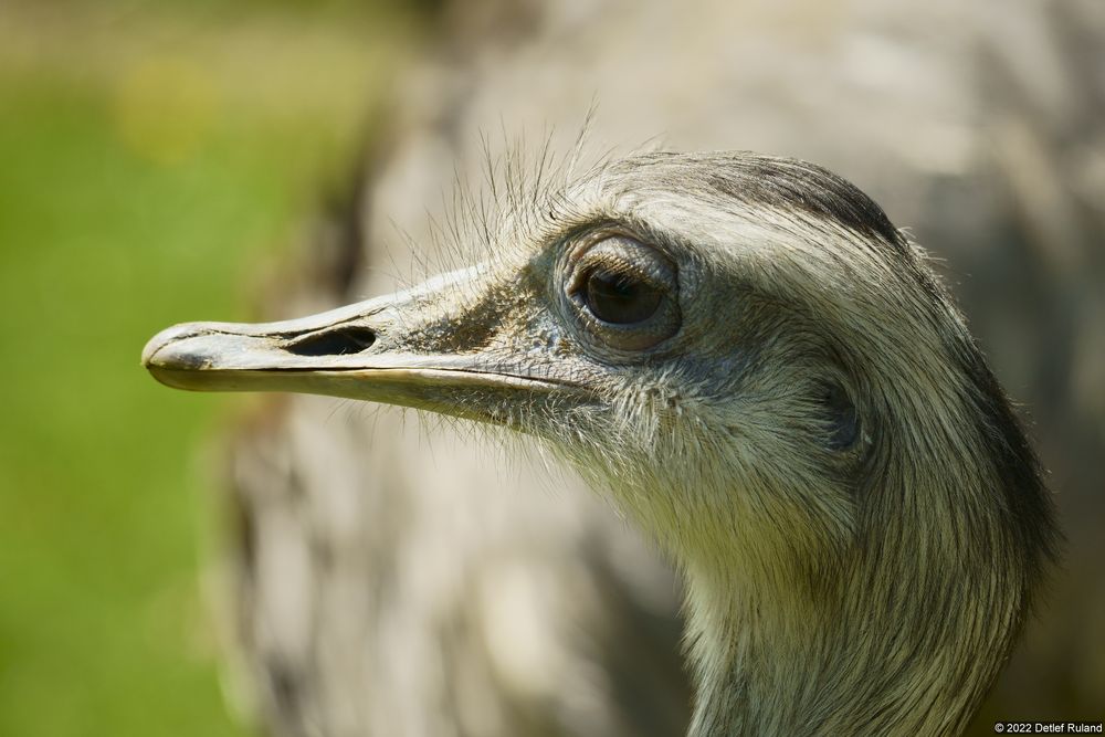 Emu Foto & Bild | natur, zoo, tiere Bilder auf fotocommunity