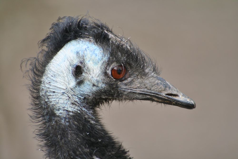 Emu Foto & Bild | tiere, zoo, wildpark & falknerei, vögel Bilder auf ...
