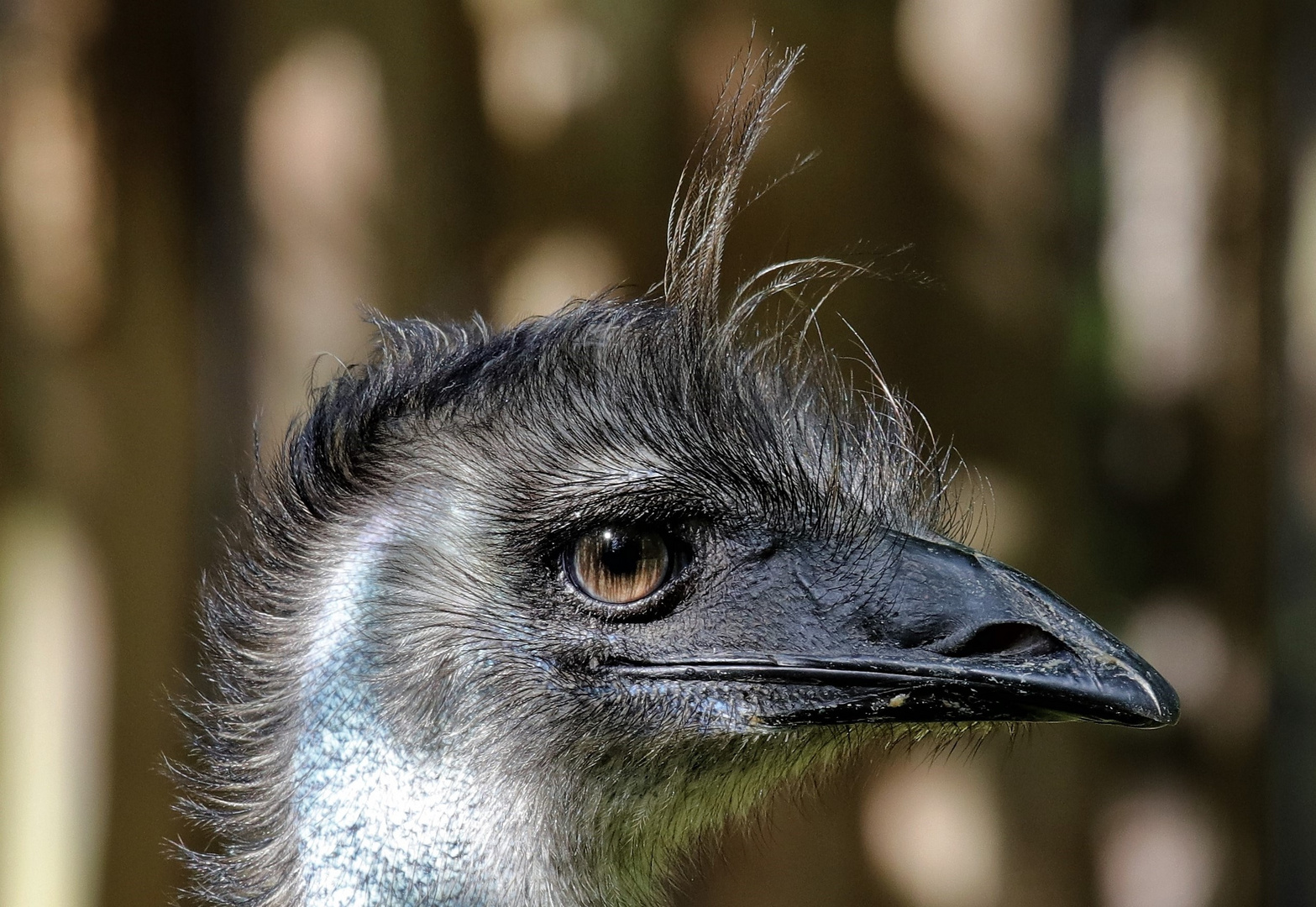 Emu Foto & Bild | fotos, natur, nahaufnahme Bilder auf fotocommunity