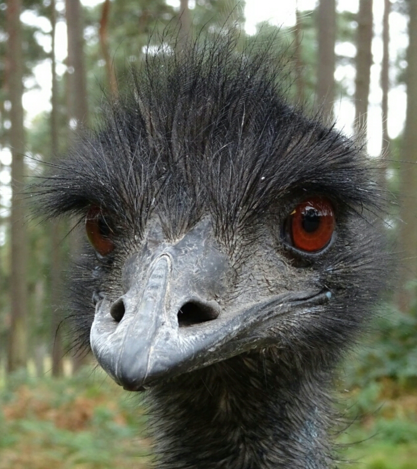 Emu - Blick Foto & Bild | natur, auge, landschaft Bilder auf fotocommunity