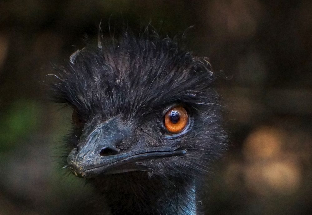 Emu Foto & Bild | zoo, australien, duisburg Bilder auf fotocommunity