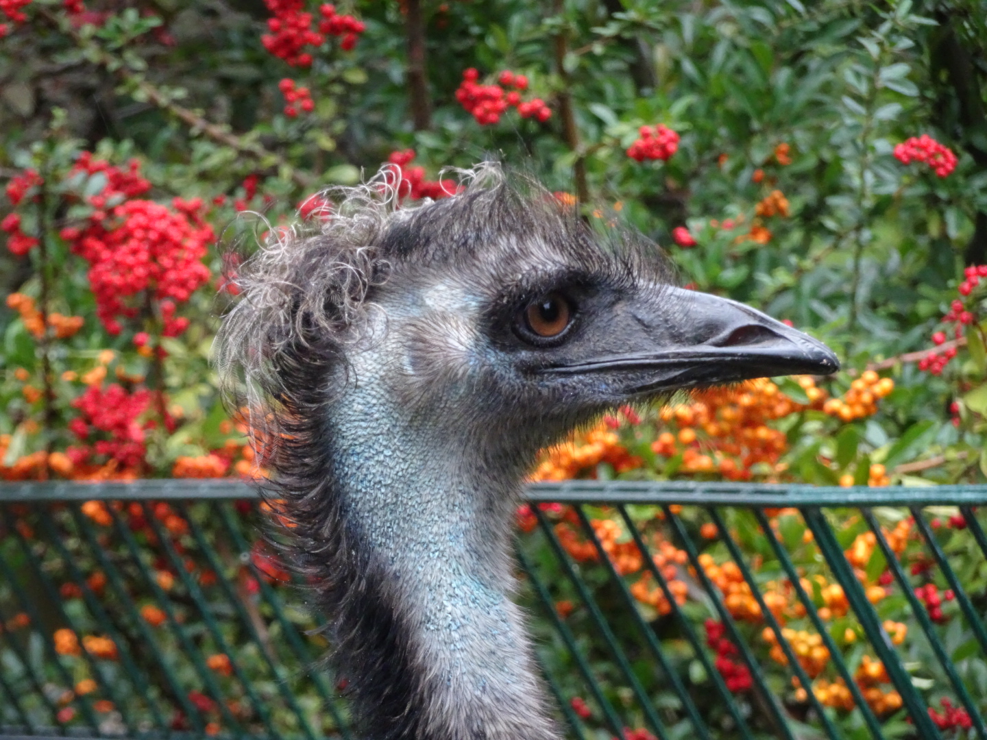 Emu Foto & Bild | natur, zoo, tiere Bilder auf fotocommunity