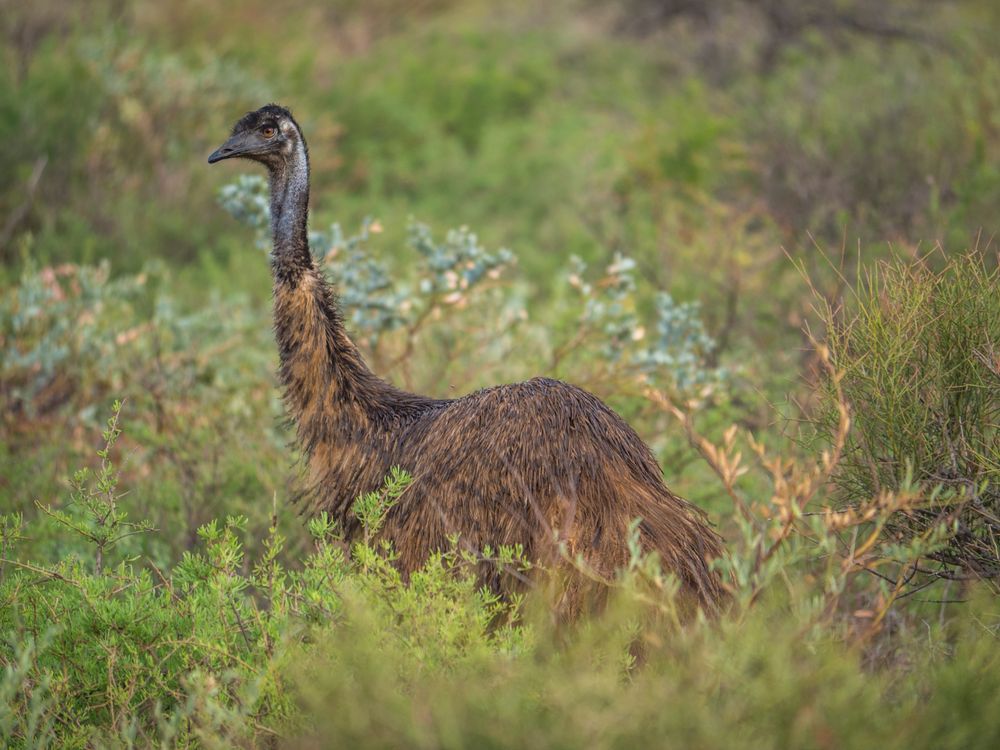 Emu Foto & Bild | wildlife, natur Bilder auf fotocommunity
