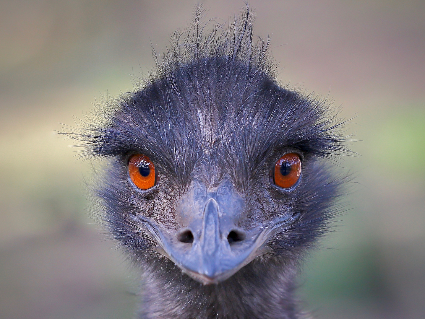 Emu-Hypnoseblick Foto & Bild | portrait, nahaufnahme, vogel Bilder auf ...