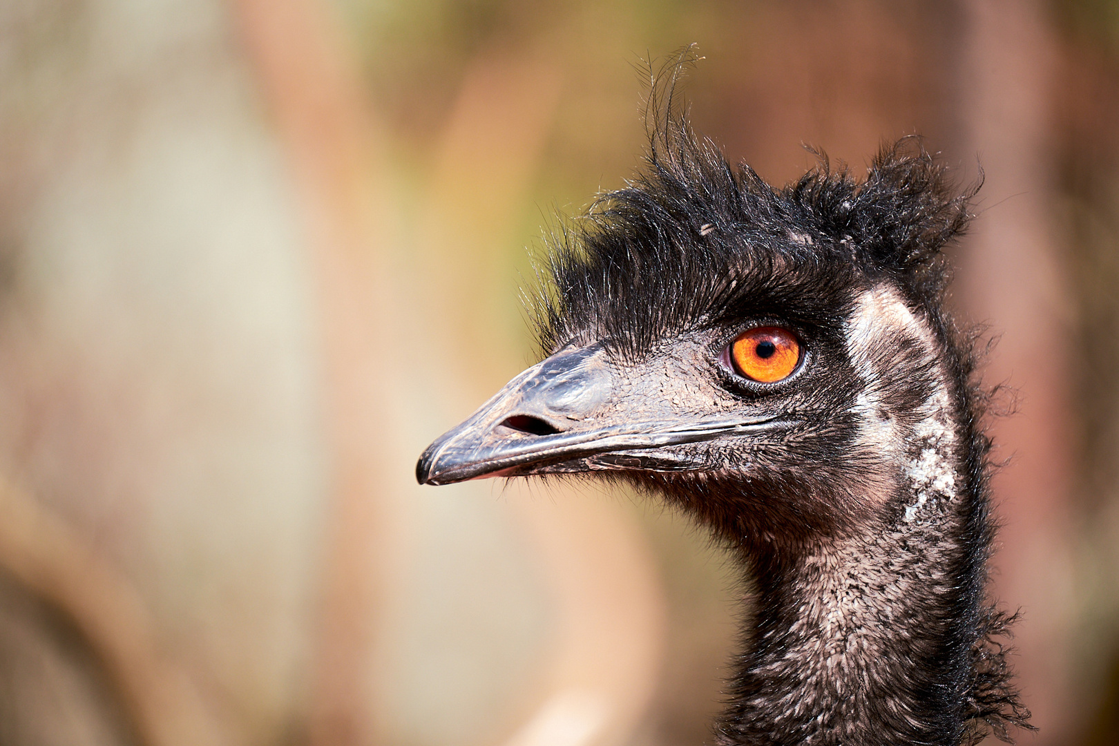 Emu Porträt Foto & Bild | tiere, zoo, wildpark & falknerei, vögel ...