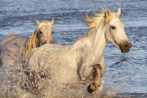 Les chevaux Images & Photos