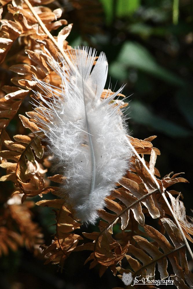 En douceur photo et image | divers, nature Images fotocommunity