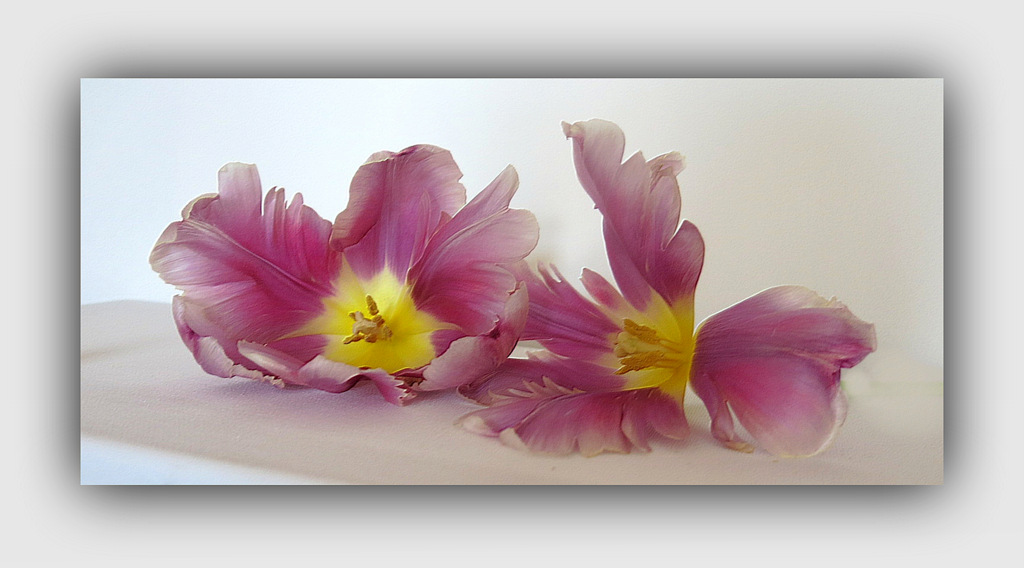 En douceur photo et image | fleurs, tulipes, nature Images fotocommunity