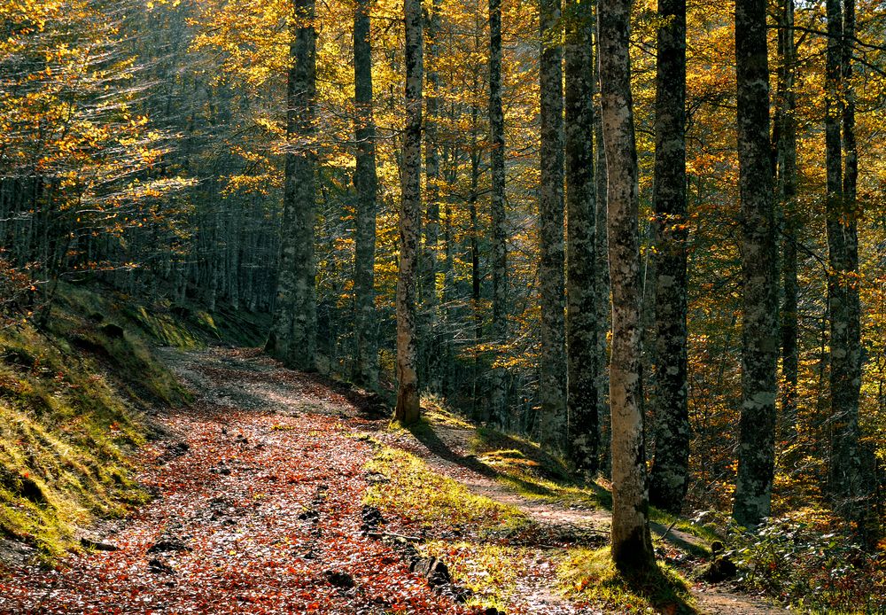 en foret d'Iraty photo et image | paysages, paysages de montagne ...
