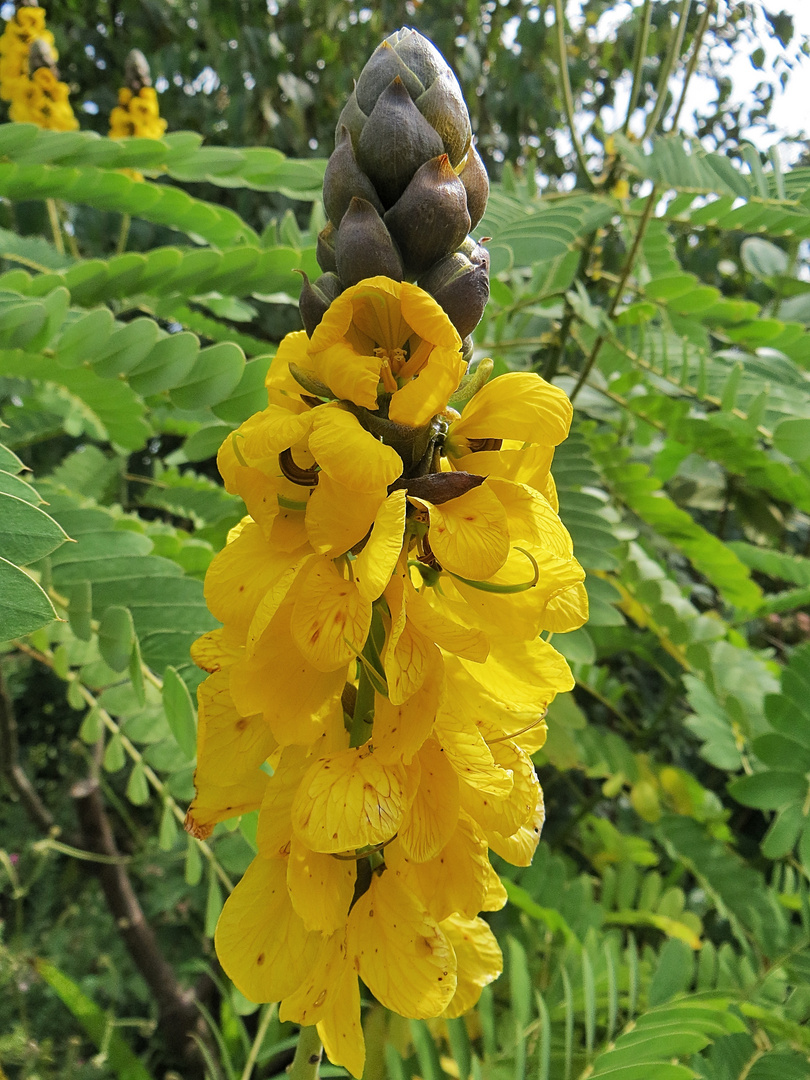 en jaune ! photo et image | animations photographiques, un jour - une ...