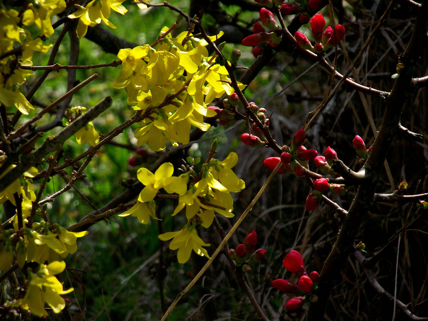 EN JAUNE ET ROUGE photo et image | nature, fleurs, printemps Images ...