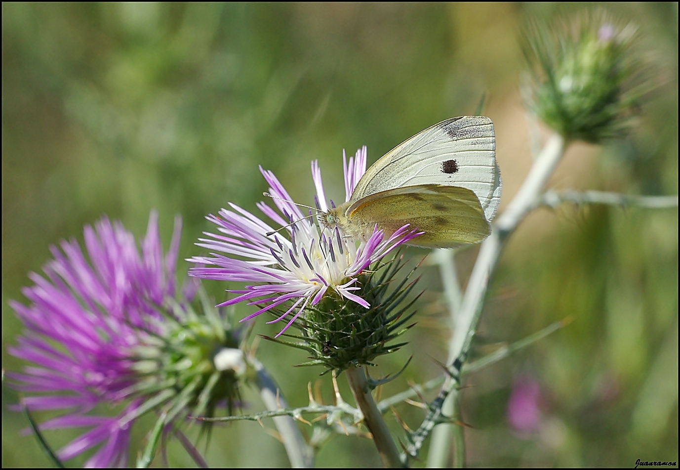 En los cardos Imagen & Foto | naturaleza Fotos de fotocommunity