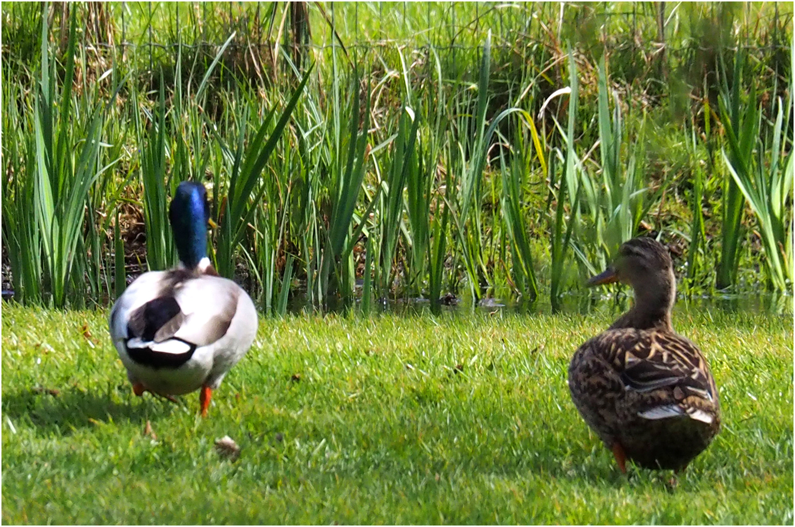 En marche vers le ruisseau photo et image | animaux, paysages, animaux ... En marche vers le ruisseau photo et image | animaux, paysages, animaux ...