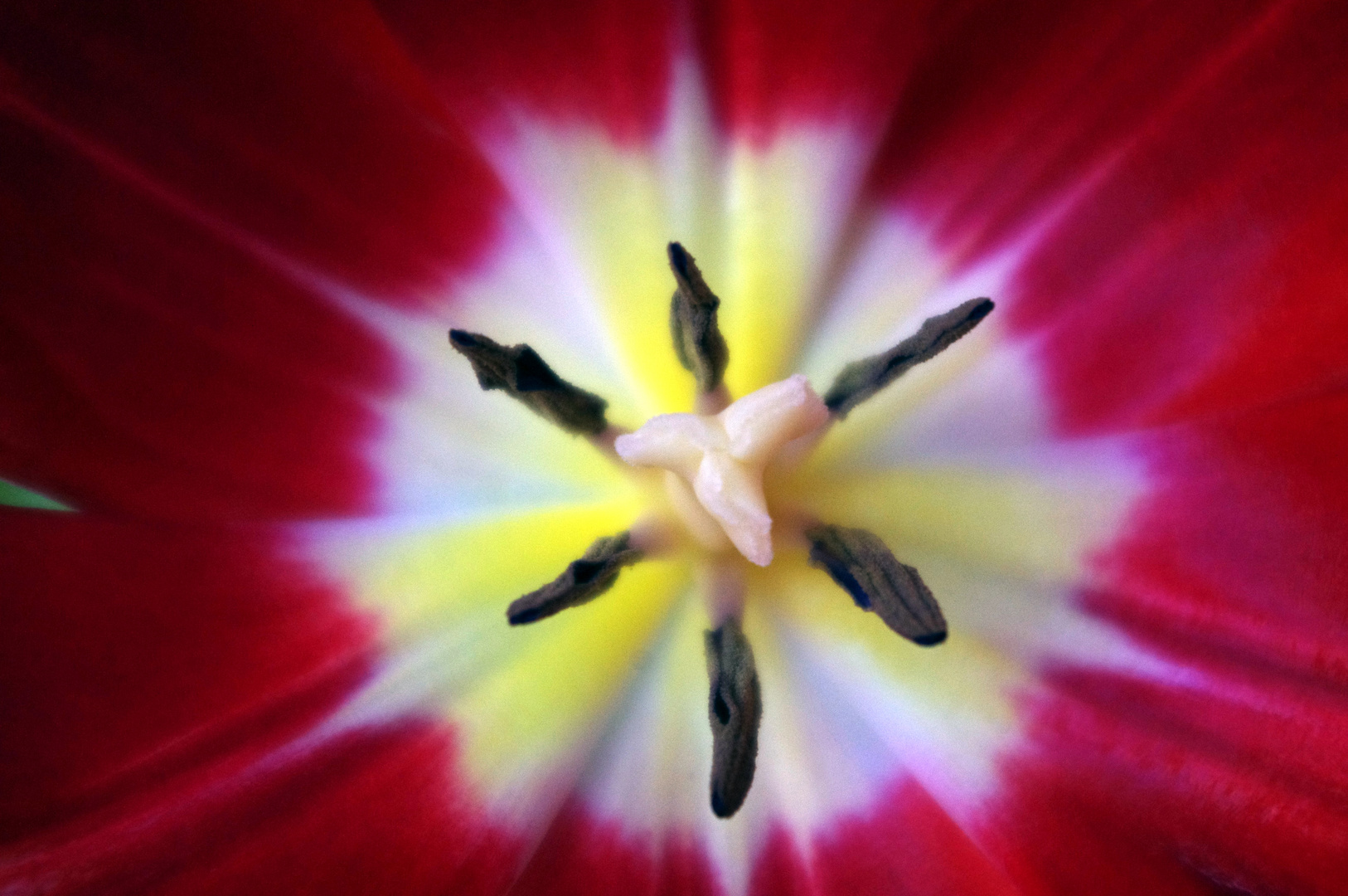 En plein coeur ! photo et image | macro nature, macro tulipes, nature ...