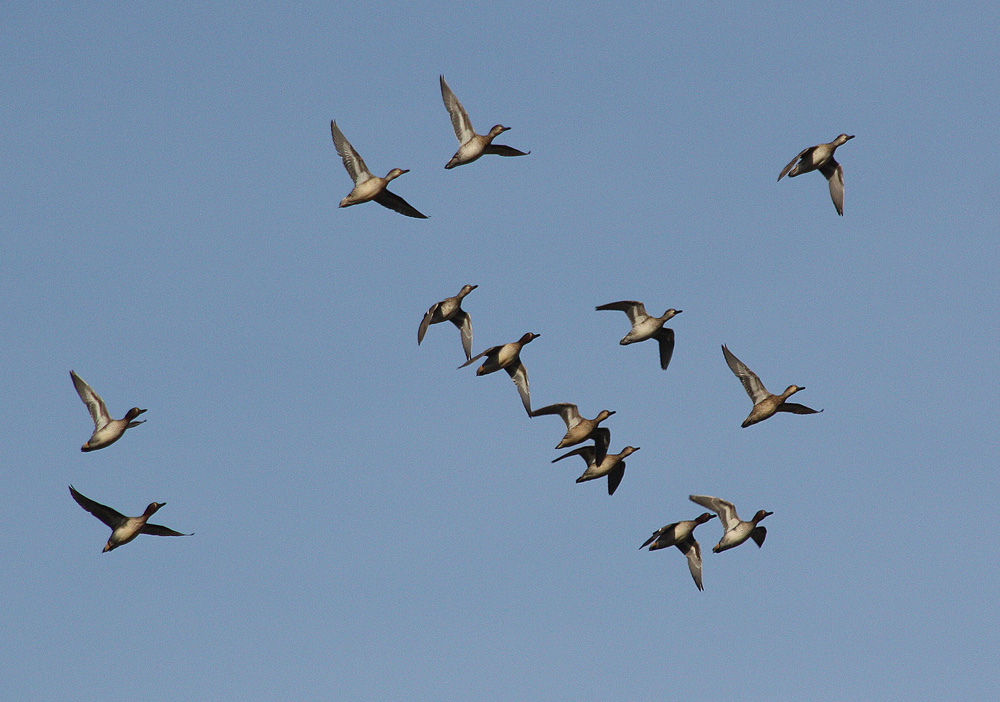 en plein vol !! photo et image | animaux, animaux sauvages, oiseaux ...