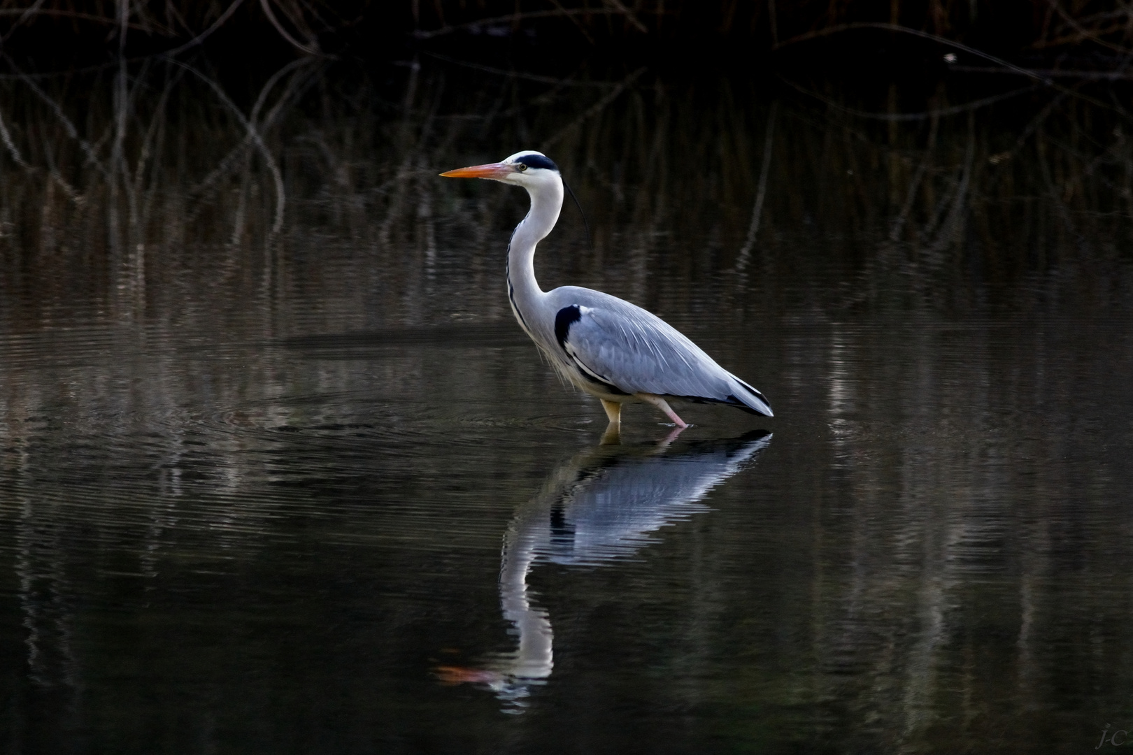 " En quête d'une proie " photo et image | portraits sauvages, oiseaux ...