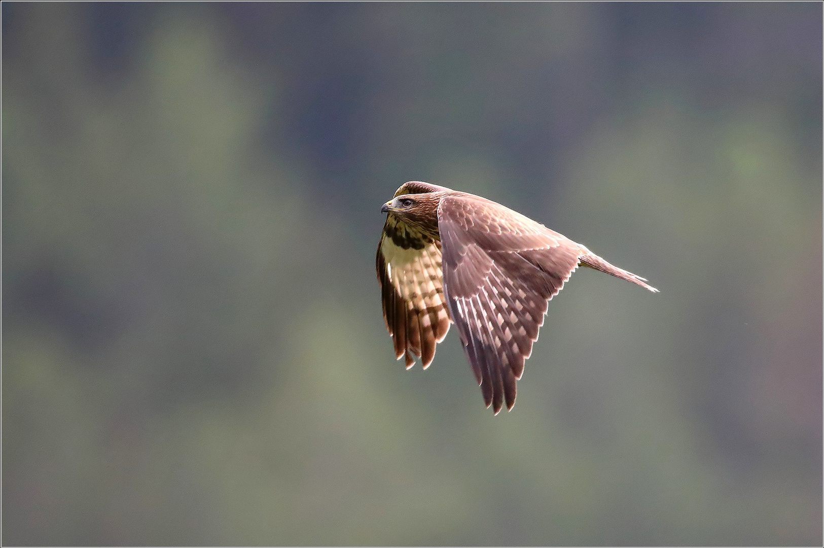 En vol photo et image | animaux, animaux sauvages, oiseaux Images ...