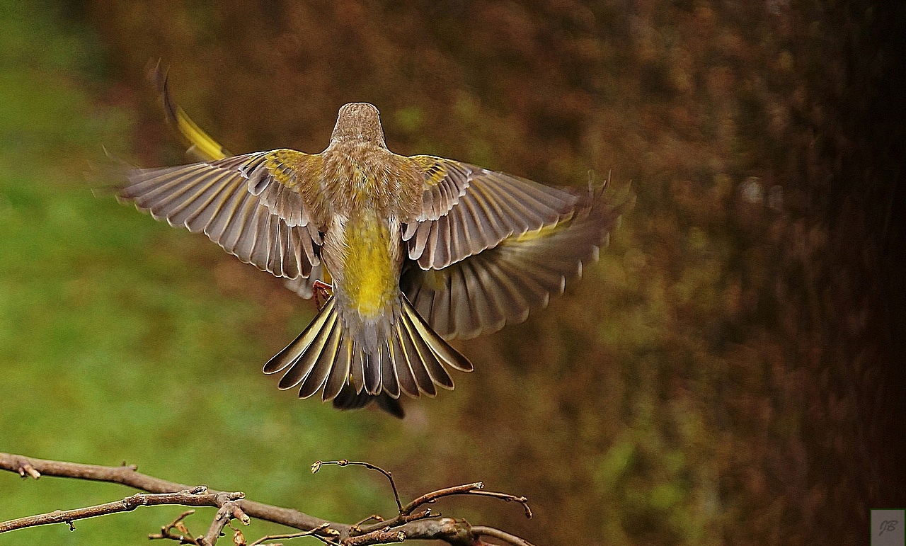 en vole photo et image | animaux, animaux sauvages, oiseaux Images ...