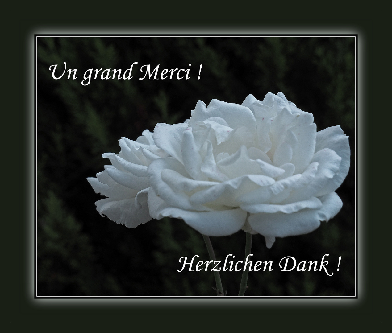 Encore merci! photo et image | cartes de voeux, fleurs, roses Images ...
