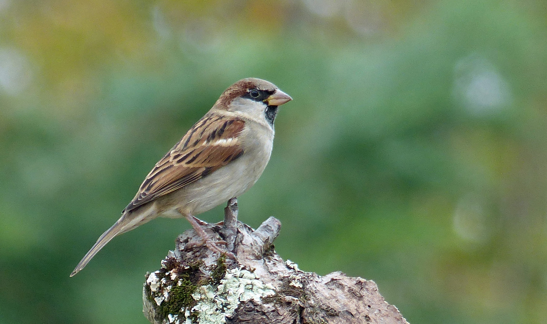 Encore un moineau. photo et image | animaux, animaux sauvages, oiseaux ...