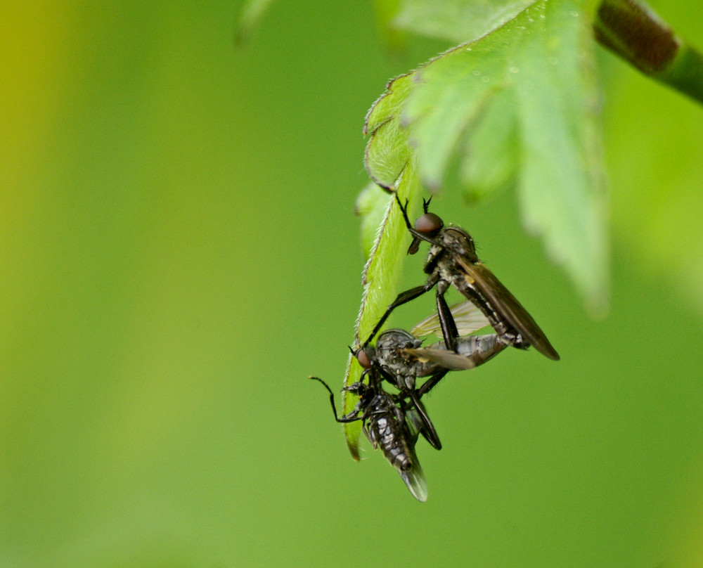 encore une curieuse !!!!!!!!elle mange je fait de la musculation et hum ...
