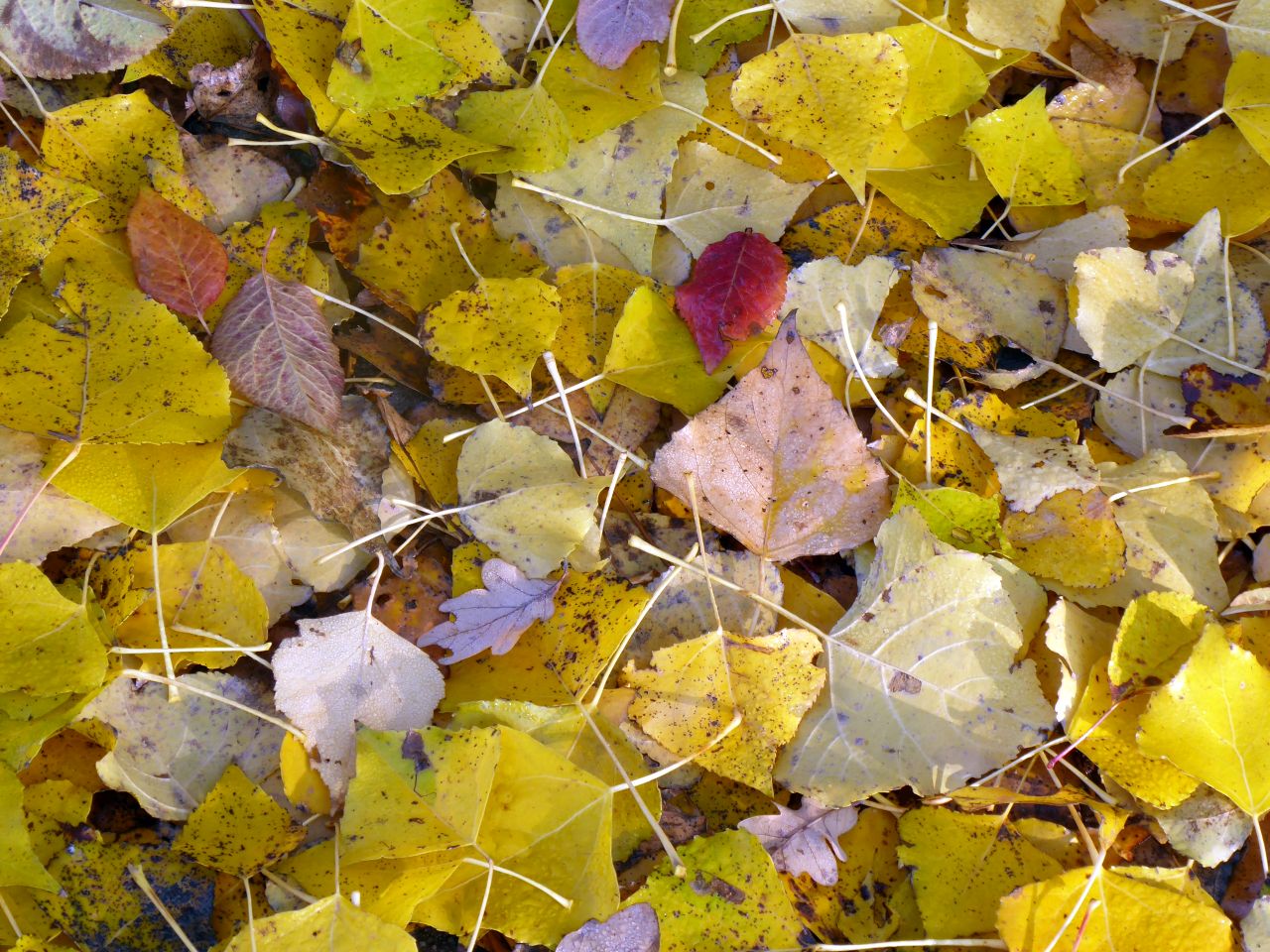 End of autumn Foto & Bild | Bilder auf fotocommunity