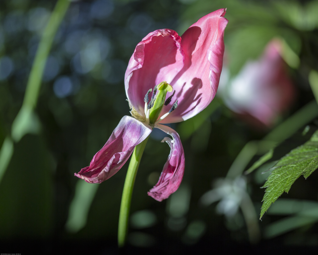 Ende Foto & Bild | jahreszeiten, frühling, blumen im garten Bilder auf ...