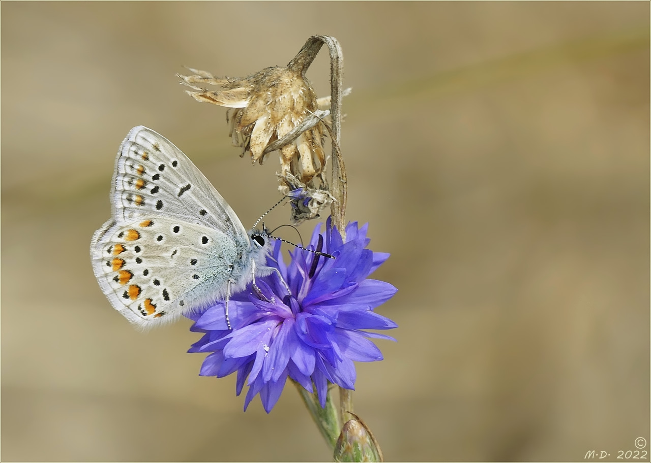 Ende August ... Foto & Bild | tiere, wildlife, schmetterlinge Bilder ...