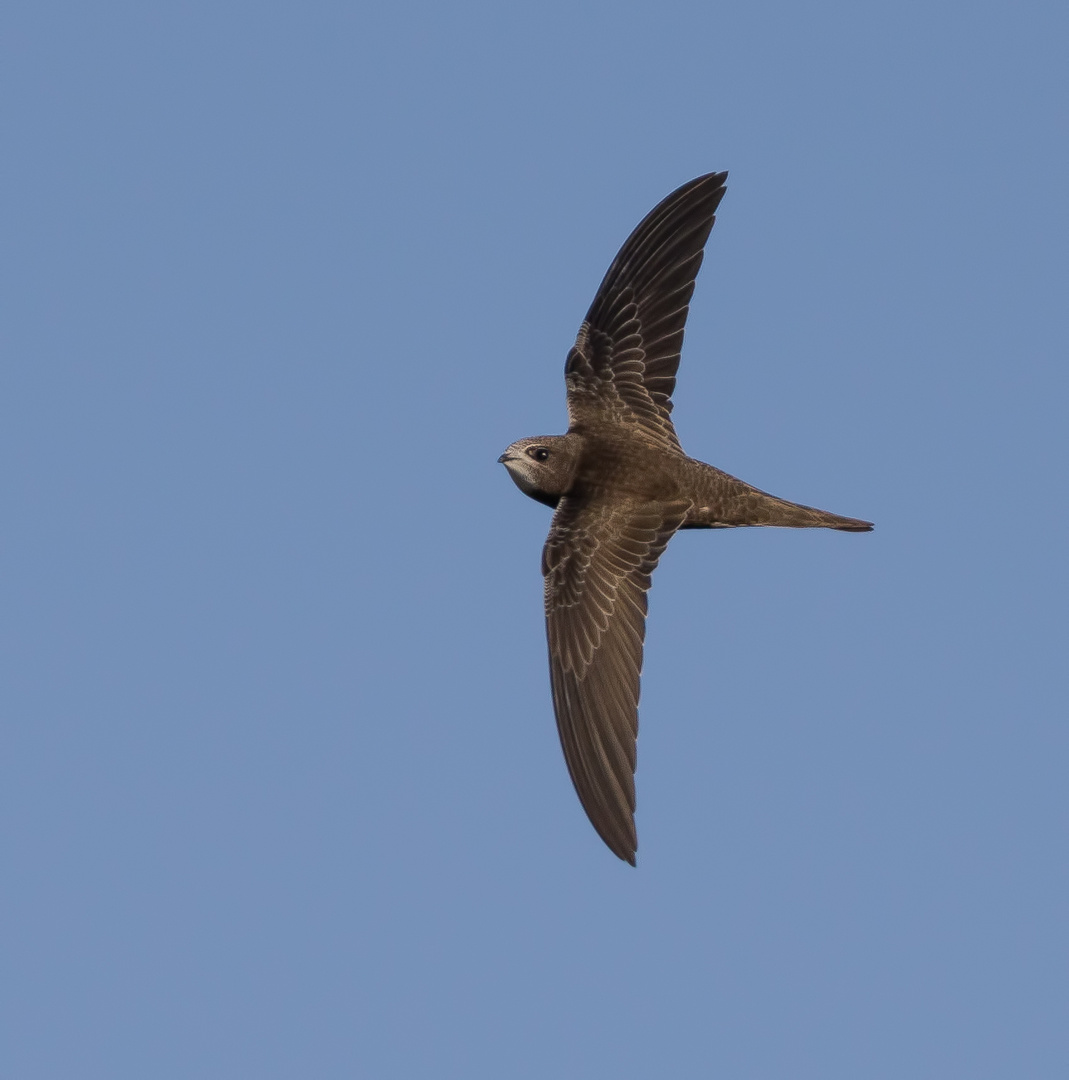Ende August ... Foto & Bild | tiere, wildlife, wild lebende vögel ...