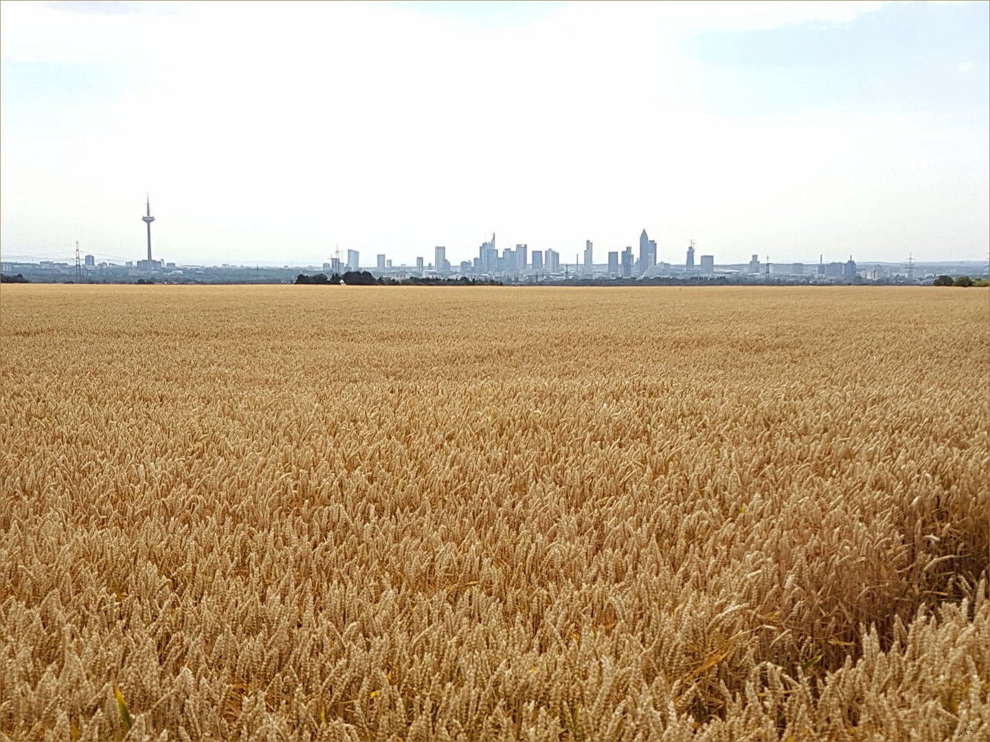 Ende Juli ? Foto & Bild | sommer, felder, natur Bilder auf fotocommunity