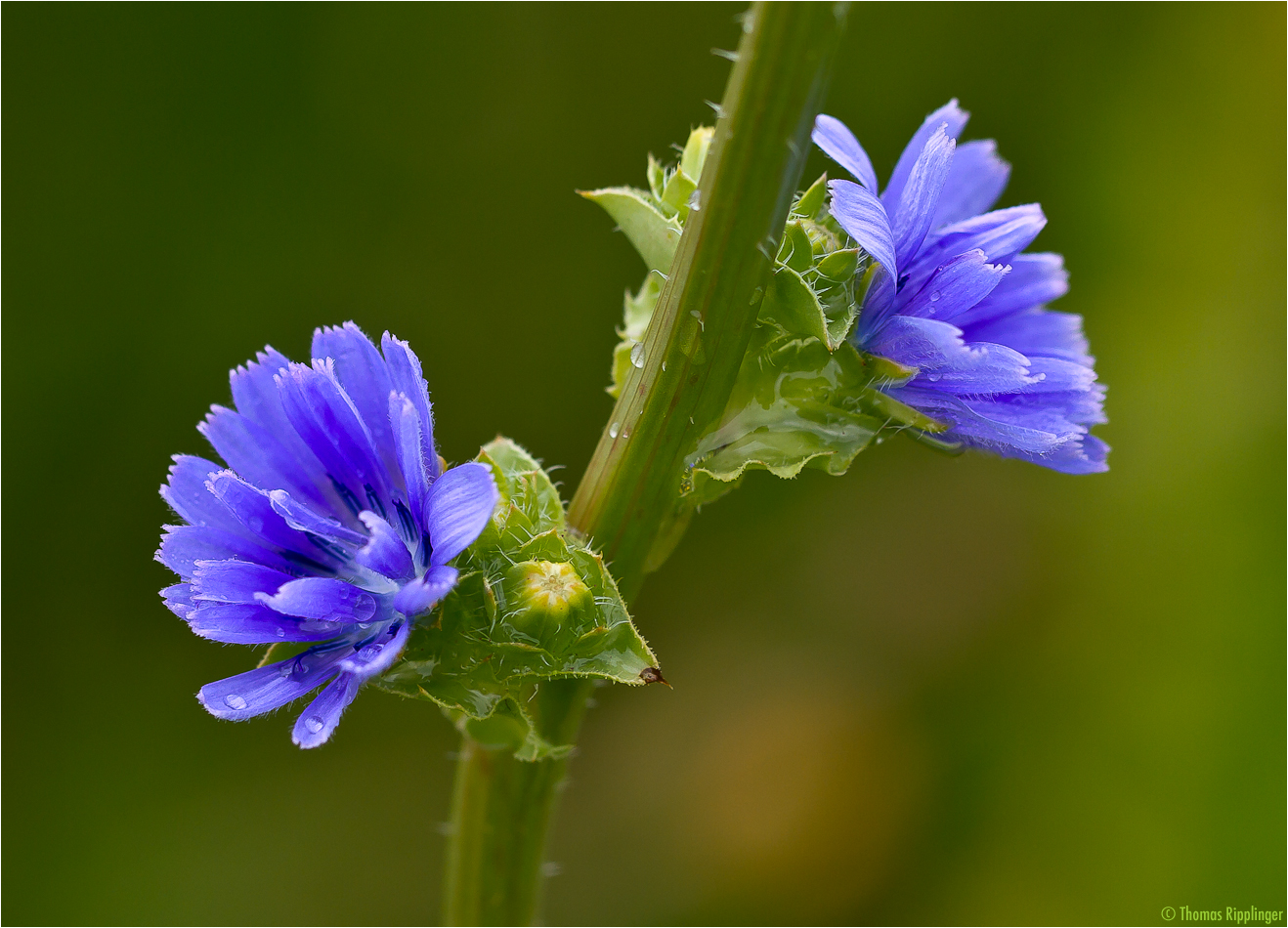 Endivie (Cichorium endivia) Foto & Bild | pflanzen, pilze & flechten ...