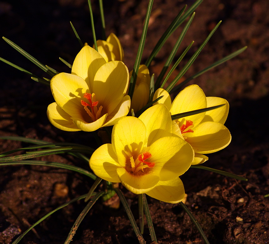 endlich Frühling Foto & Bild | jahreszeiten, frühling, natur Bilder auf fotocommunity