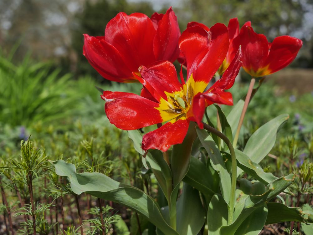 Endlich Frühling Foto & Bild | tulpen, blumen, frühblüher im garten Bilder auf fotocommunity