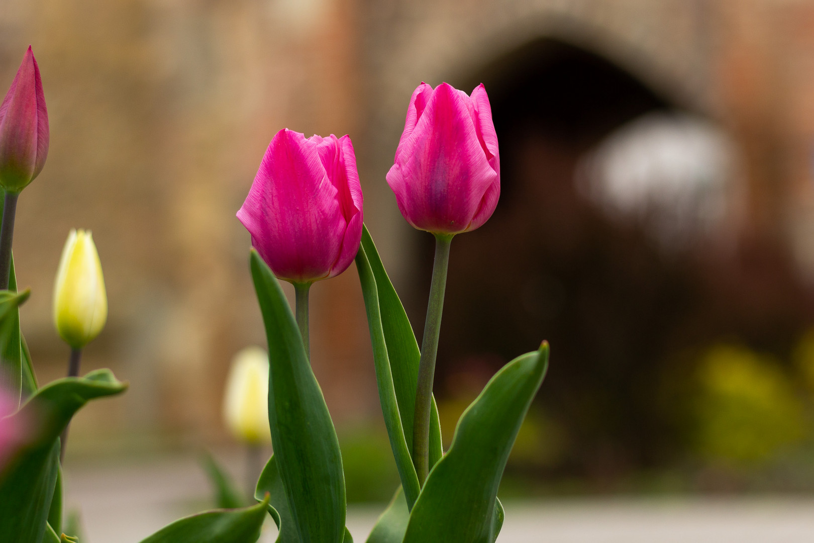 Endlich Fühling Foto & Bild | pflanzen, pilze & flechten, blüten- & kleinpflanzen, tulpen Bilder ...