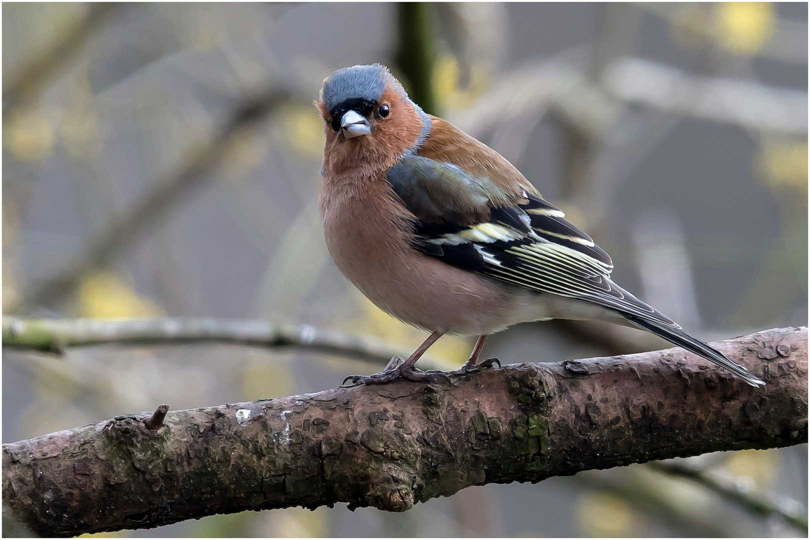 endlich mal wieder einen Buchfinken ..... Foto & Bild | tiere, wildlife ...