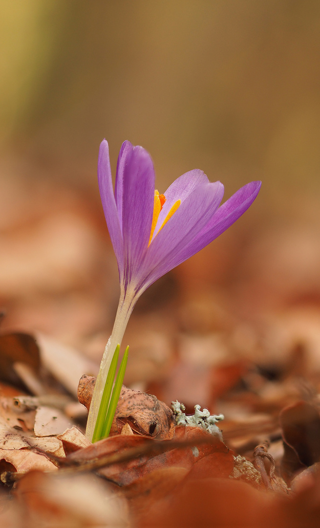 Endlich Schluss mit Winter... Wilder Krokus Foto & Bild | makro ... Endlich Schluss mit Winter... Wilder Krokus Foto & Bild | makro ...