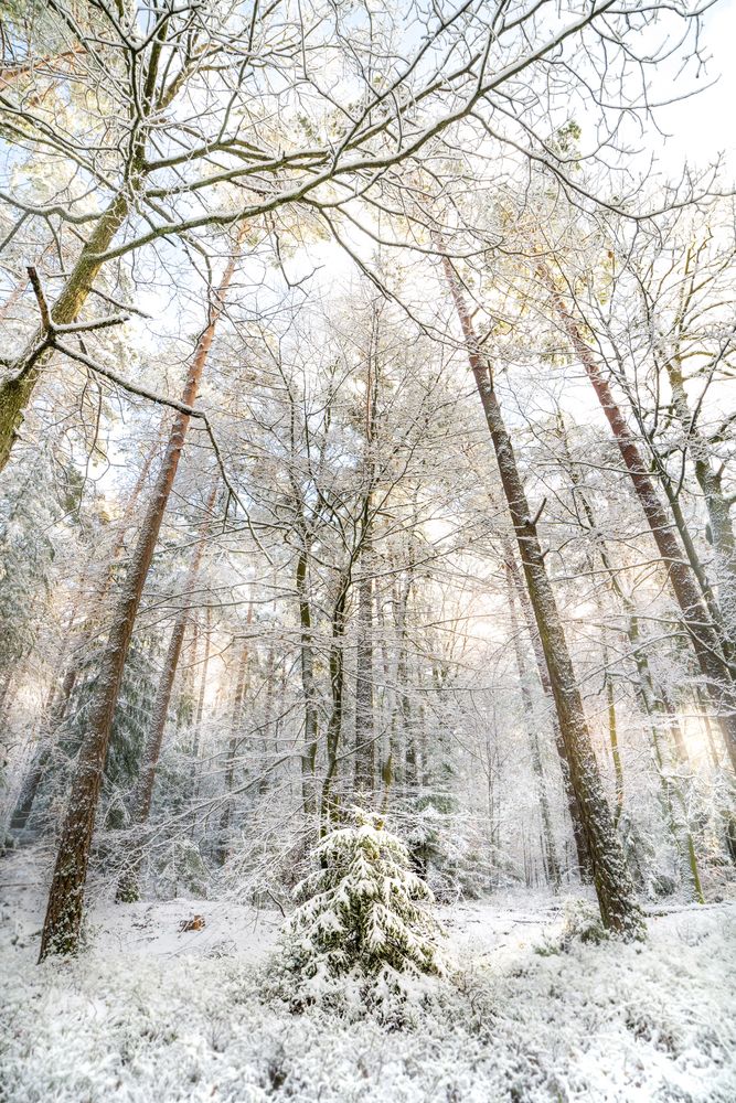 Endlich Schnee... Foto & Bild | jahreszeiten, winter, fotos Bilder auf fotocommunity