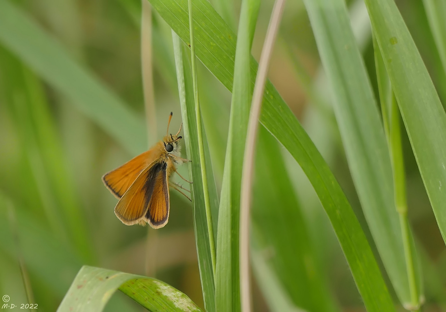 Endlich setzte er sich,der flatterhafte Geselle! Foto & Bild | tiere ...