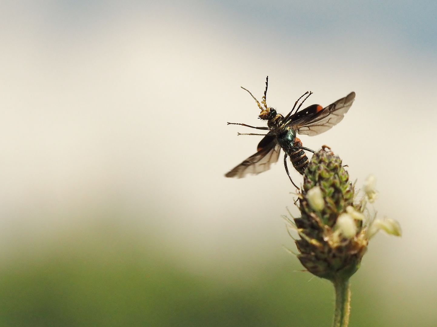 Endlich Sommer ! Foto & Bild | makro, natur, insekten Bilder auf ...