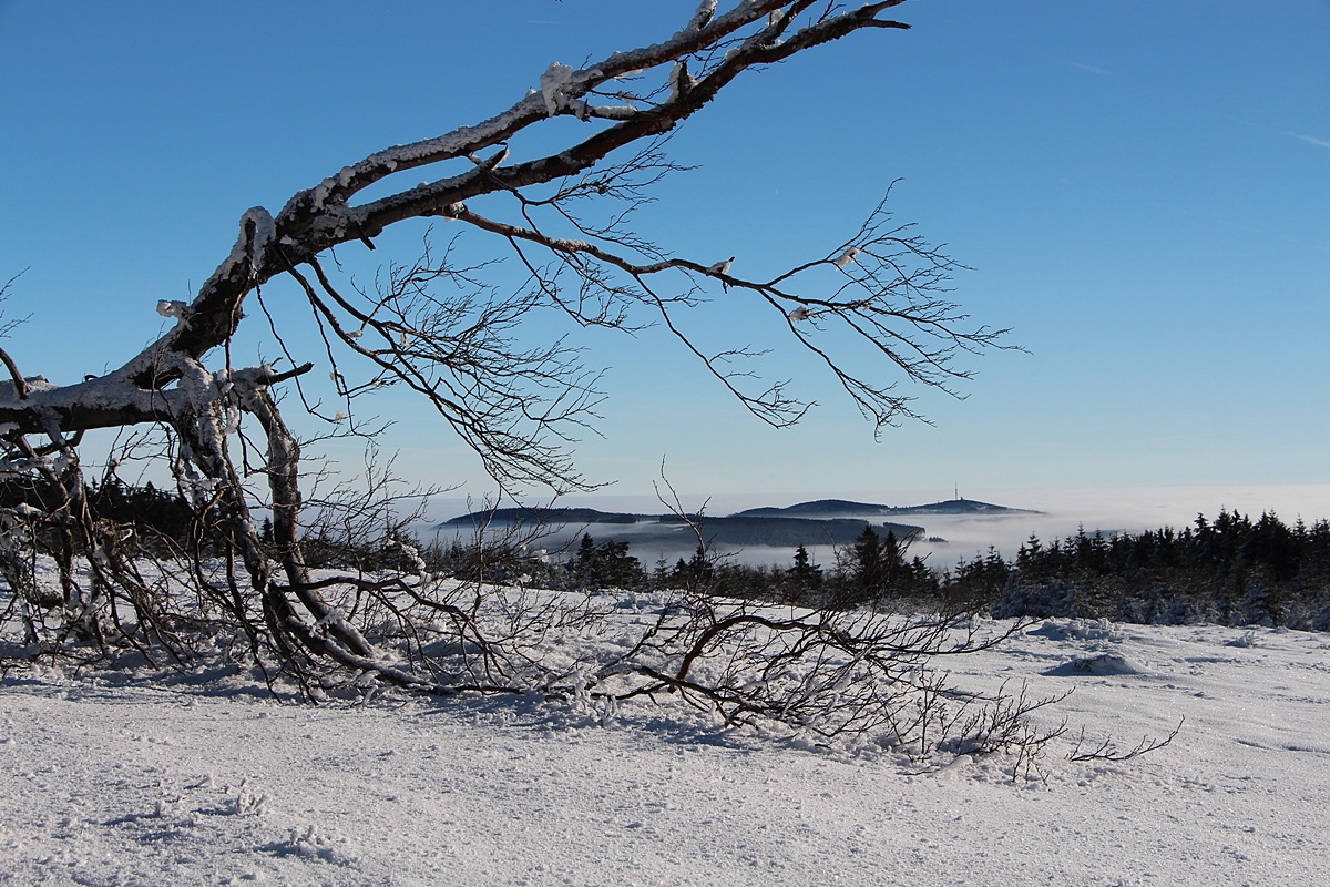 Endlich Winter mit Inversionswetterlage Foto & Bild | pflanzen, pilze ...